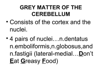 The cerebellum demo | PPT