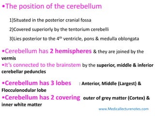 The cerebellum i | PPTX | Brain and Nervous System Disorders | Diseases ...