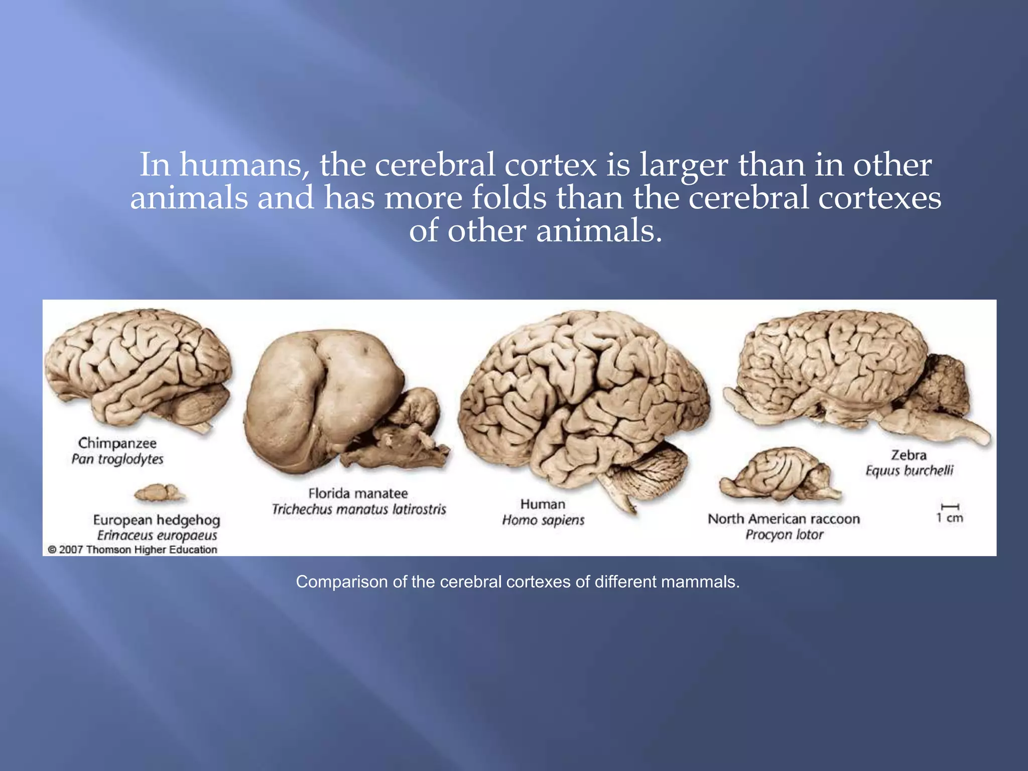 The Cerebral Cortex | PPTX