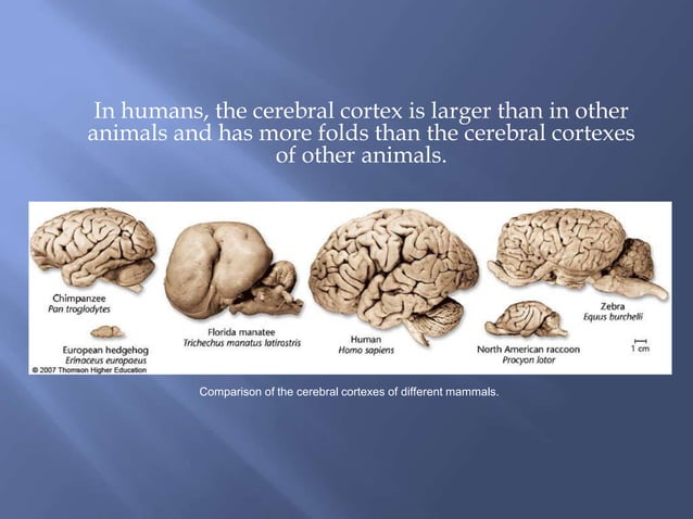 The Cerebral Cortex | PPTX