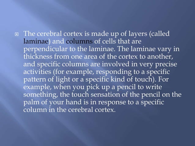 The Cerebral Cortex | PPTX