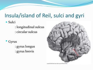 The cerebral hemispheres - Gross Anatomy & Connections | PPTX
