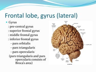 The cerebral hemispheres - Gross Anatomy & Connections | PPTX
