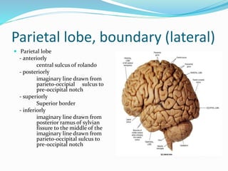 The cerebral hemispheres - Gross Anatomy & Connections | PPTX