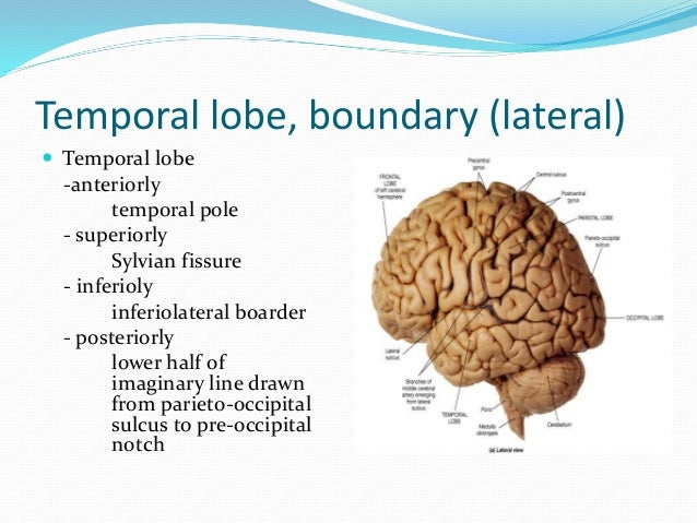 The cerebral hemispheres - Gross Anatomy & Connections