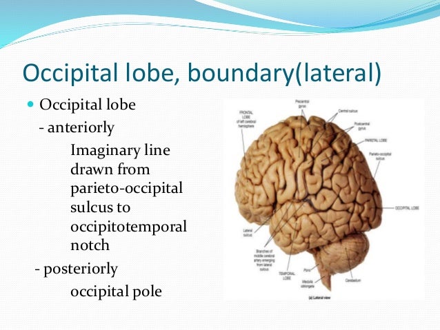 The cerebral hemispheres - Gross Anatomy & Connections