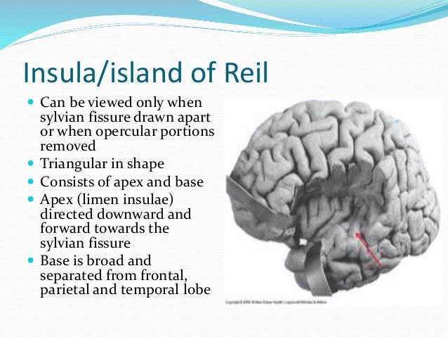 The cerebral hemispheres - Gross Anatomy & Connections