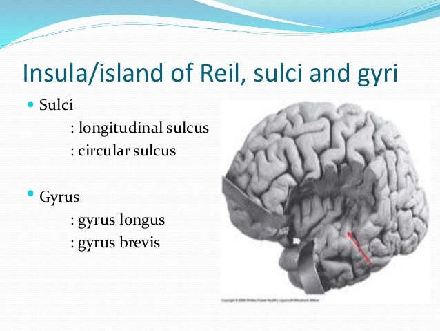 The cerebral hemispheres - Gross Anatomy & Connections
