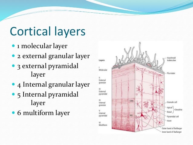The cerebral hemispheres - Gross Anatomy & Connections
