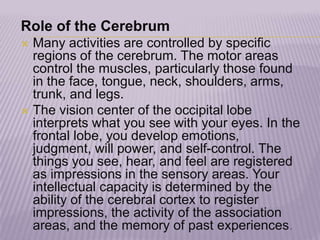 9/10 The cerebrum | PPT