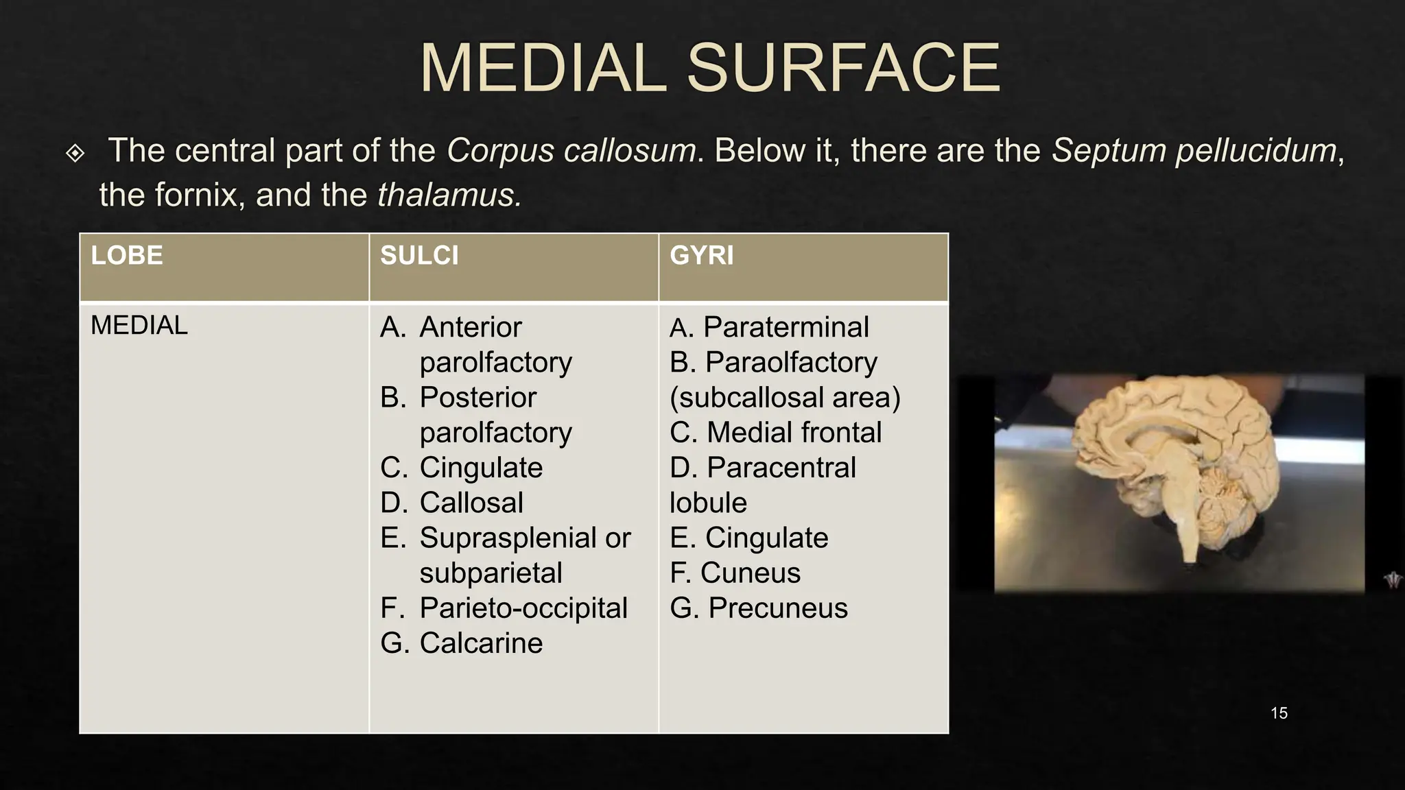ANATOMY OF THE CEREBRUM WITH CLINICAL ANATOMY.pptx