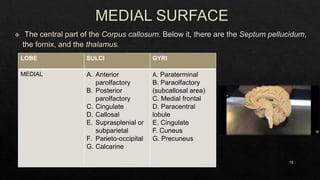 ANATOMY OF THE CEREBRUM WITH CLINICAL ANATOMY.pptx