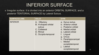 ANATOMY OF THE CEREBRUM WITH CLINICAL ANATOMY.pptx