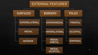 ANATOMY OF THE CEREBRUM WITH CLINICAL ANATOMY.pptx