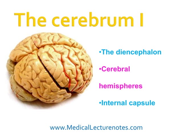 The cerebrum i | PPT