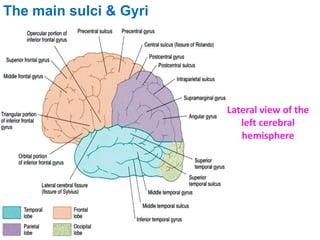 The cerebrum i | PPTX