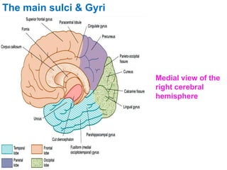 The cerebrum i | PPTX