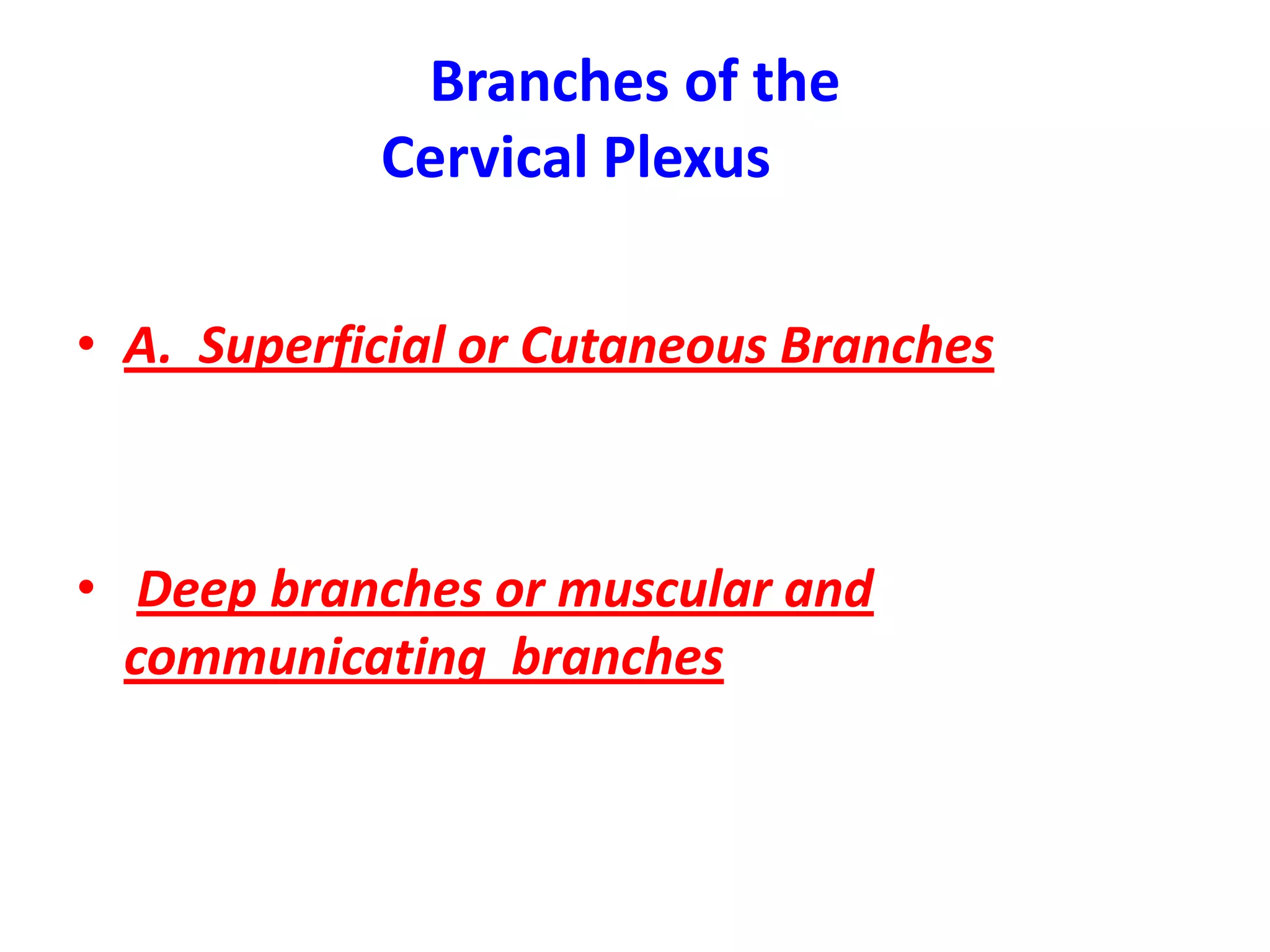 The cervical plexus | PPTX