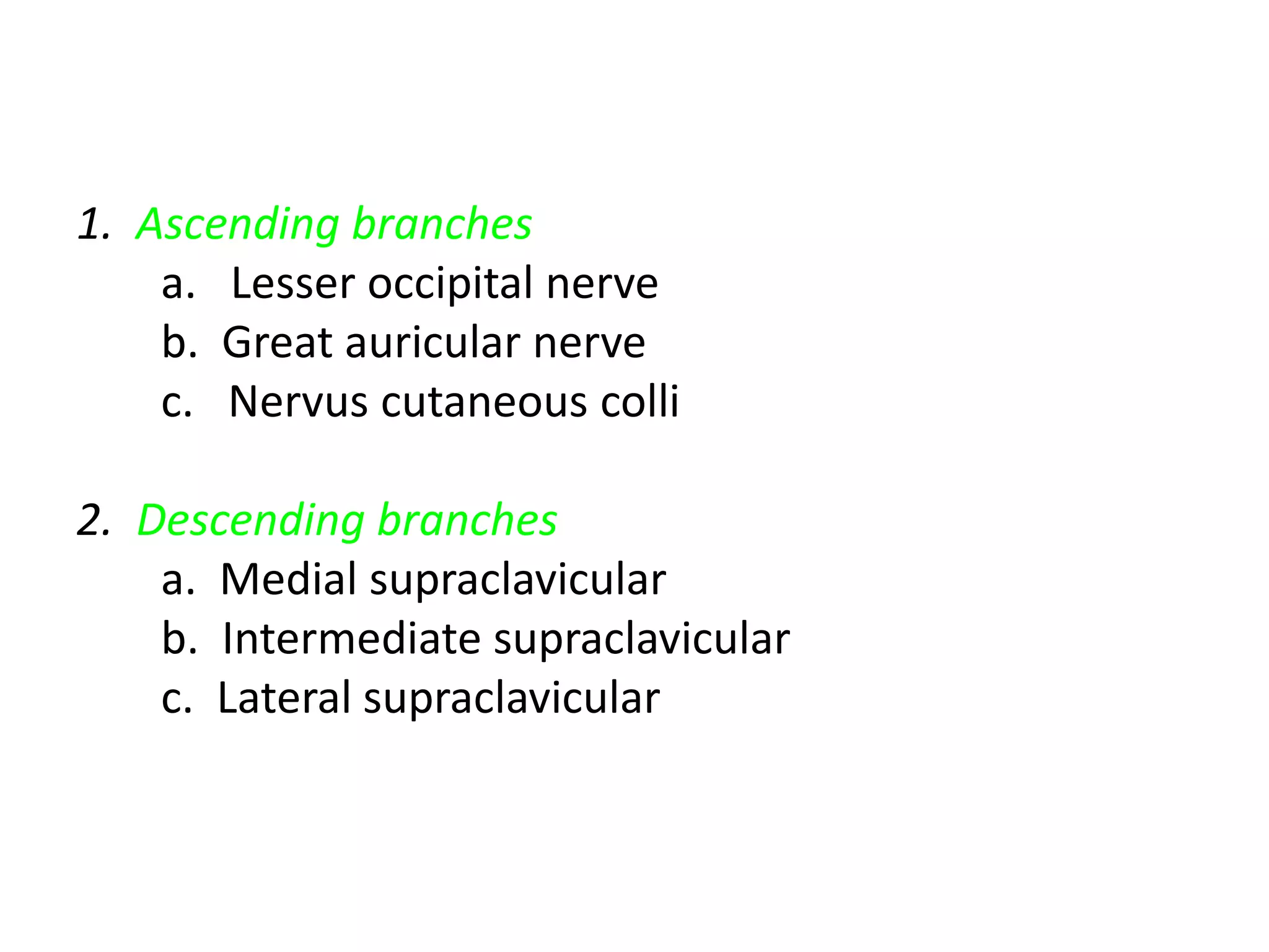 The cervical plexus | PPTX