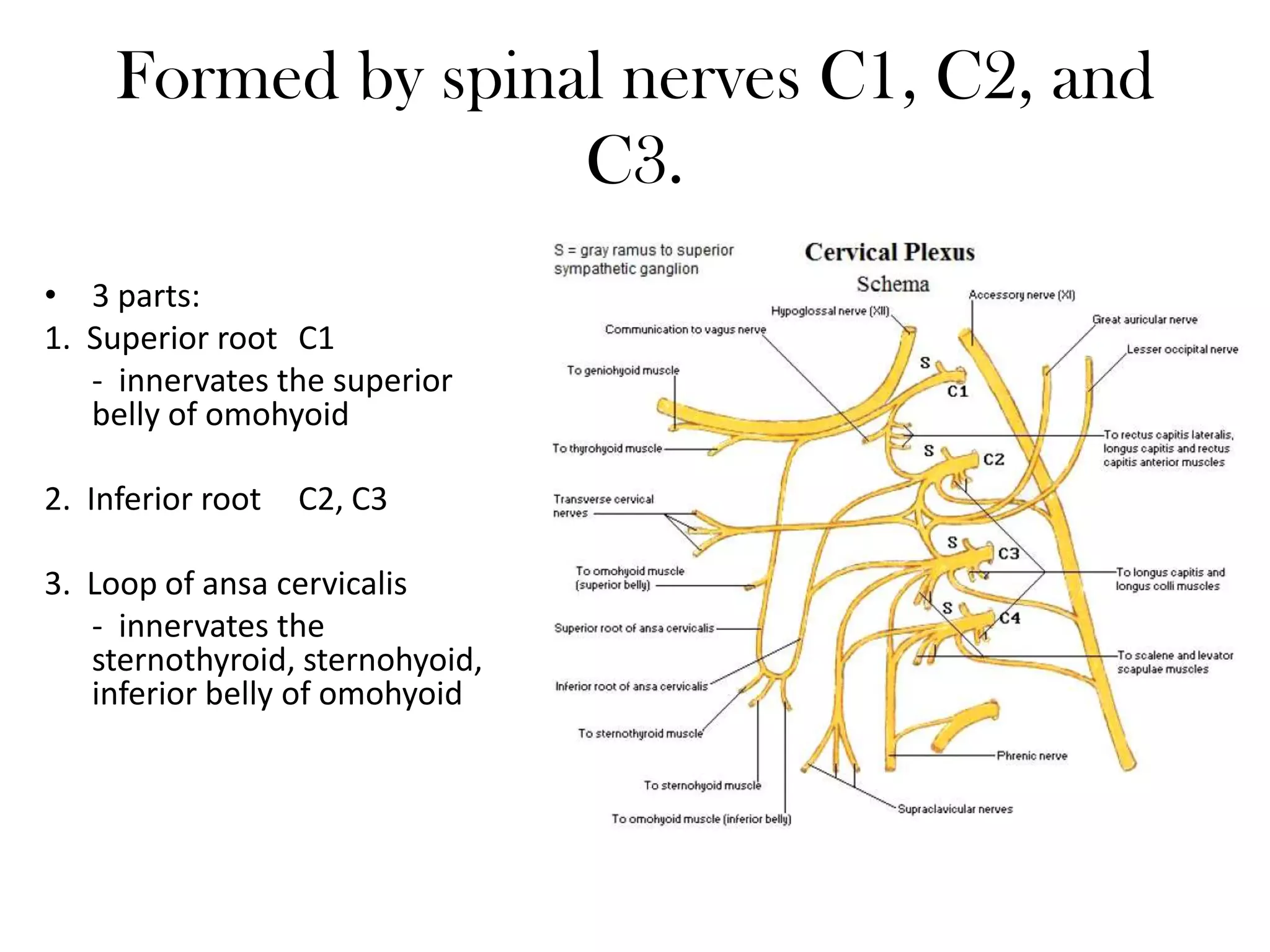 The cervical plexus | PPTX