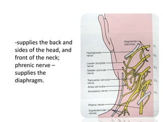 The cervical plexus | PPTX