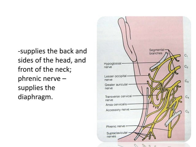 The cervical plexus | PPTX