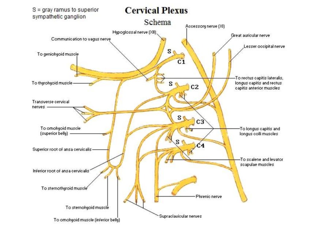 Cervical Plexus