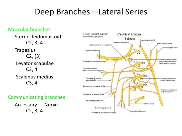 Cervical Plexus