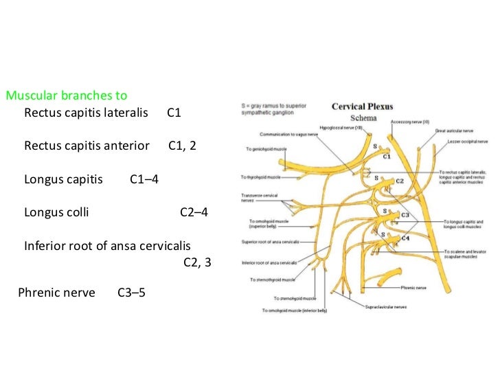 The cervical plexus