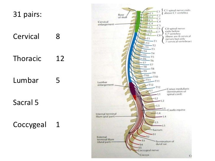 Cervical Plexus
