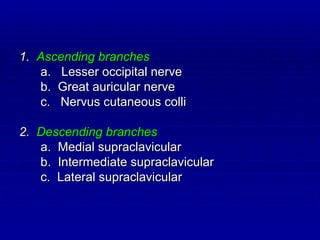 The cervical plexus | PPT