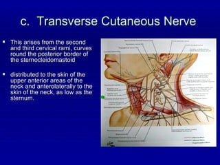 The cervical plexus | PPT