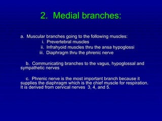 The cervical plexus | PPT