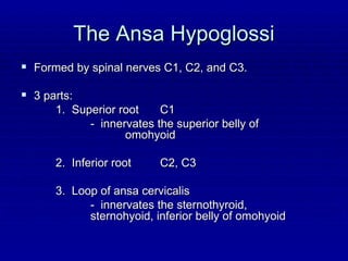 The cervical plexus | PPT