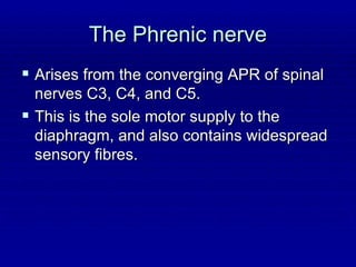 The cervical plexus | PPT