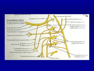 The cervical plexus | PPT