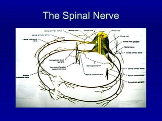 The cervical plexus | PPT