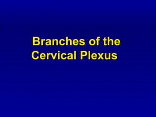 The cervical plexus | PPT