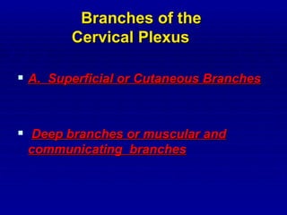 The cervical plexus | PPT