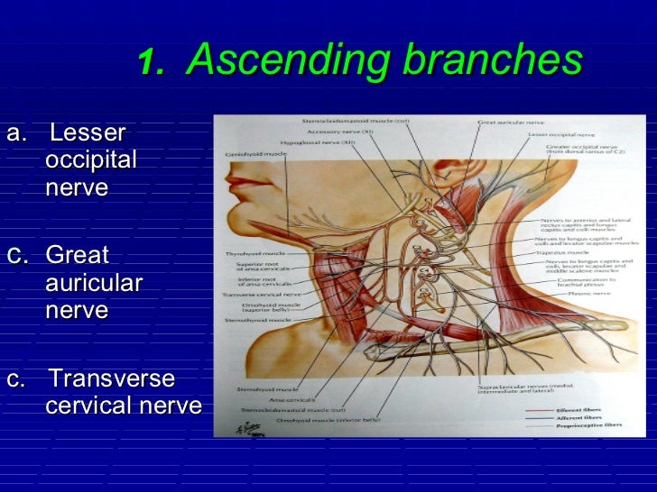 Cervical Plexus Cutaneous Branches