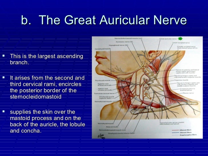 Posterior Auricular Nerve Block