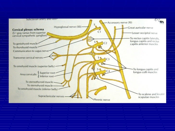 Cervical Plexus