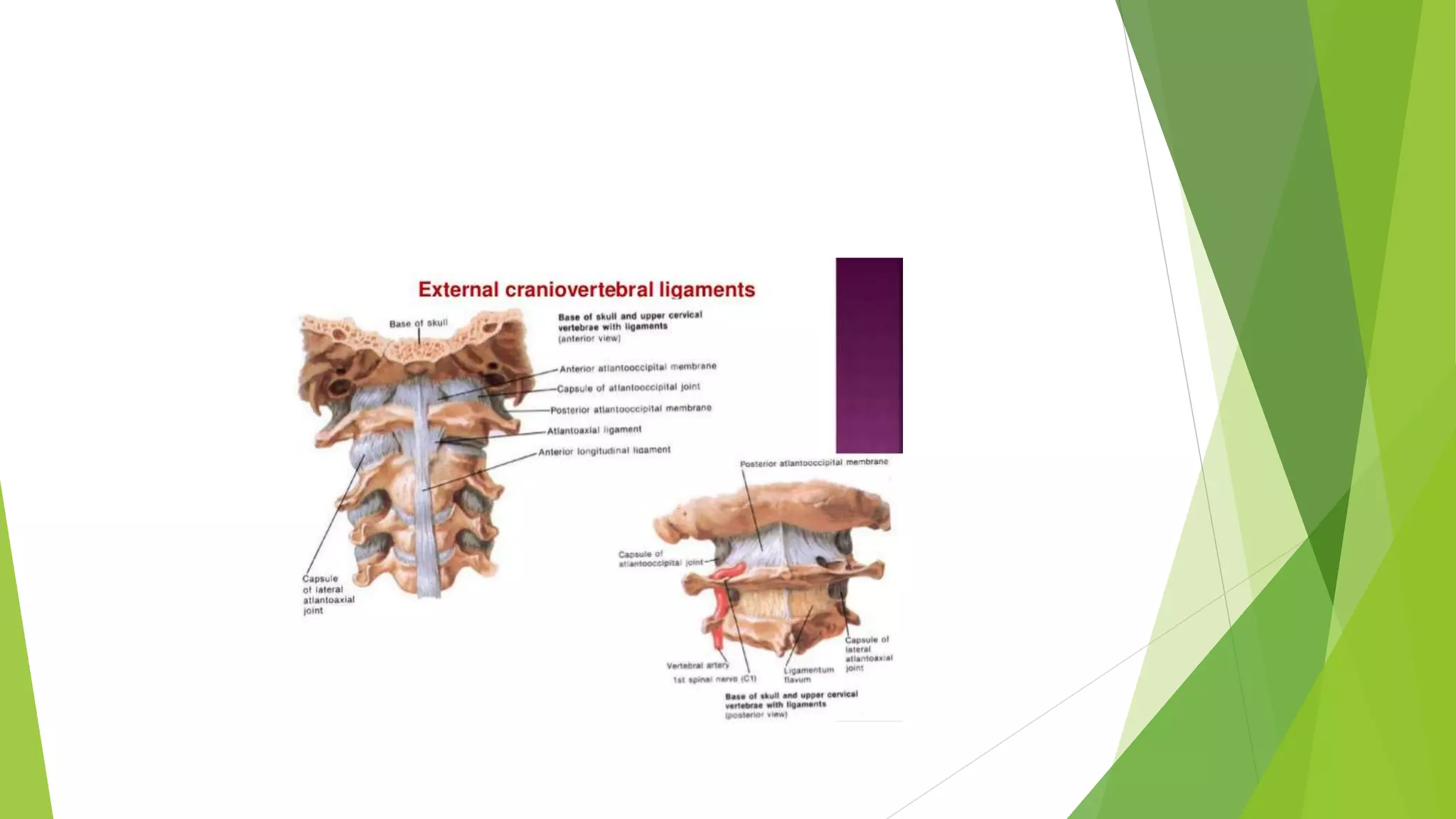 The cervical spine | PPT | Free Download