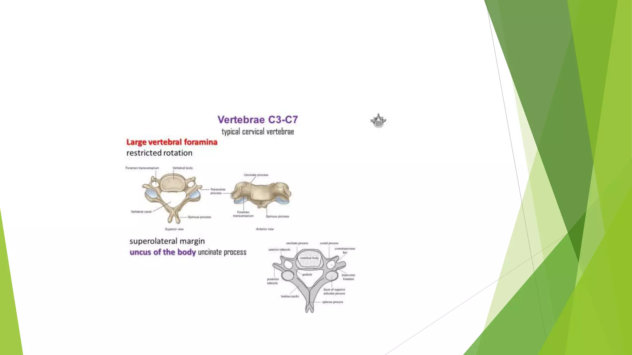 The cervical spine | PPT