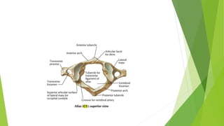 The cervical spine | PPT