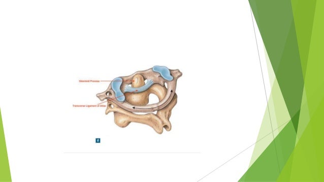 The cervical spine