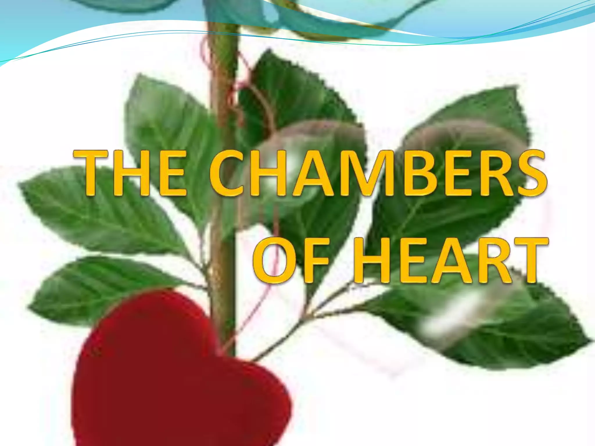 The chambers of heart | PPSX