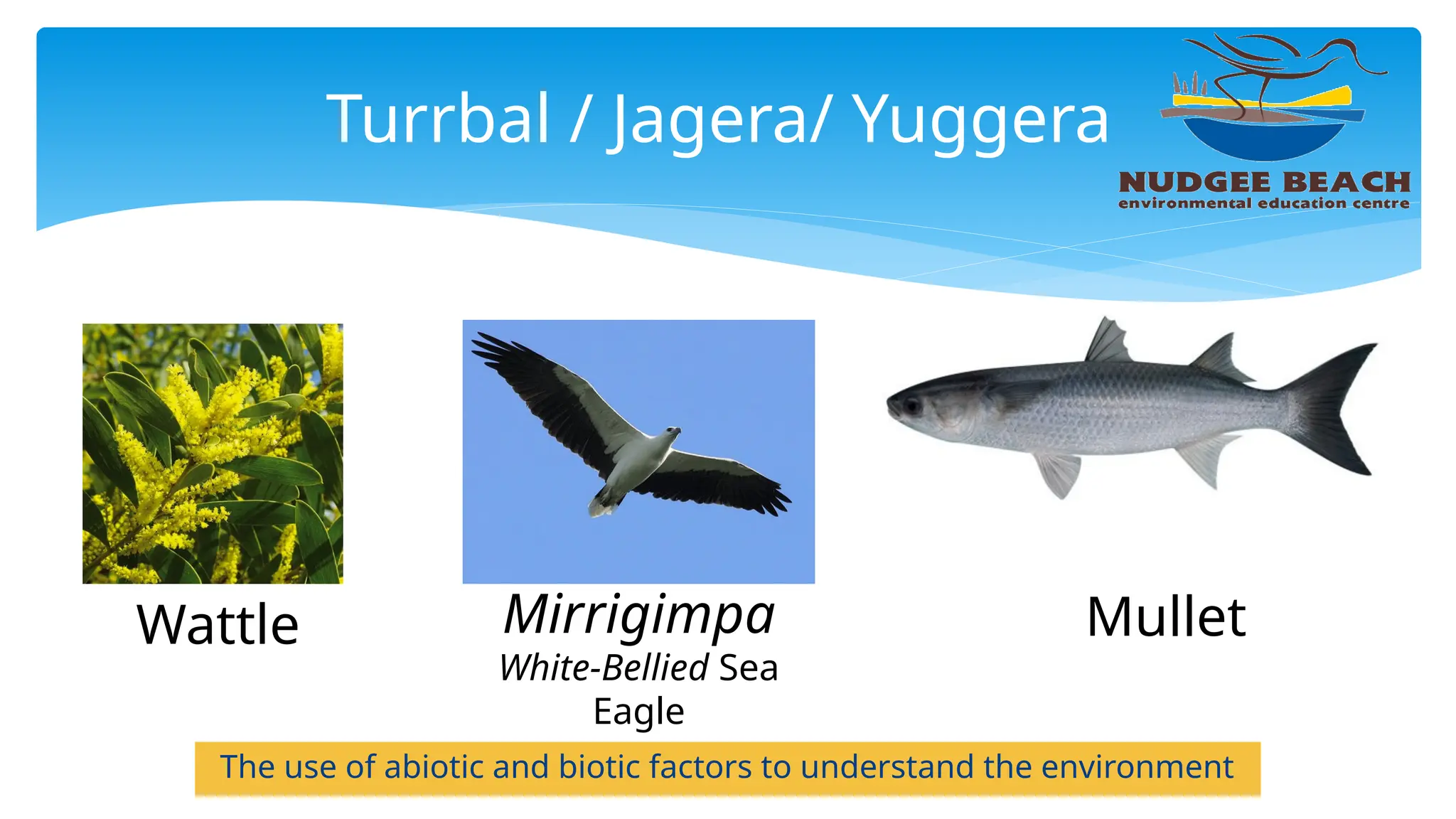 The changing landscape of Nudgee Beach V3 .pptx
