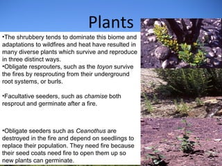 The chaparral biome | PPT