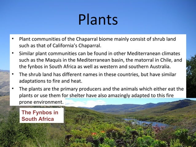 The chaparral biome | PPT